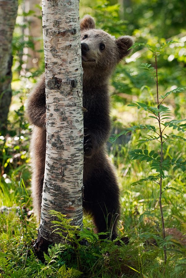 The Moose – Elusive King of the Scandinavian Forests – Stiklestad ...
